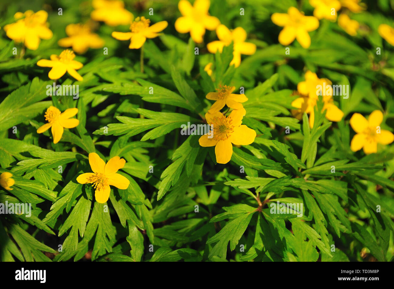 Spring flowers buttercups hi-res stock photography and images - Alamy