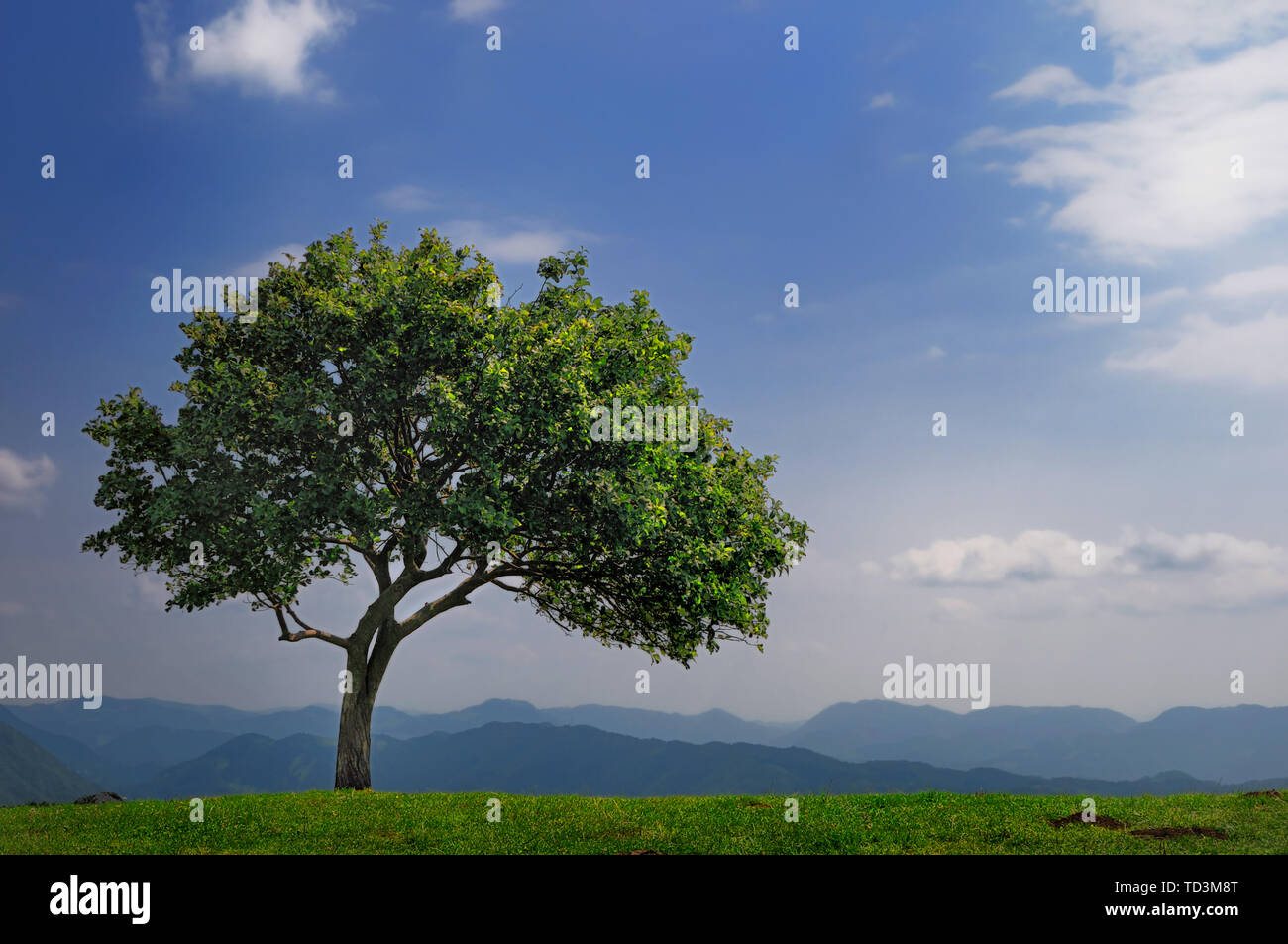 Single tree on the top of a mountain against bright blue sky Stock ...