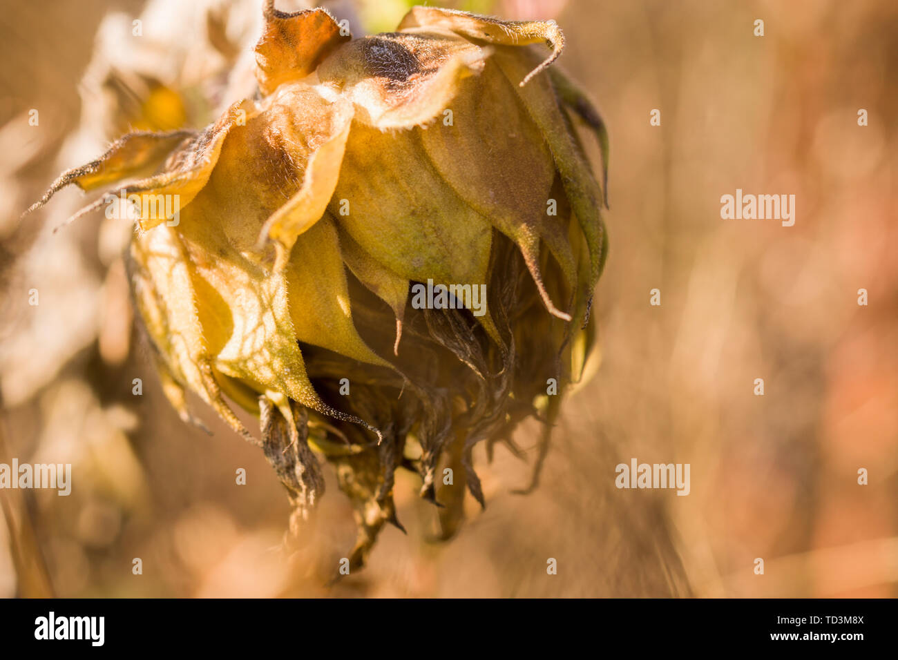 Dead sunflower field hi-res stock photography and images - Alamy