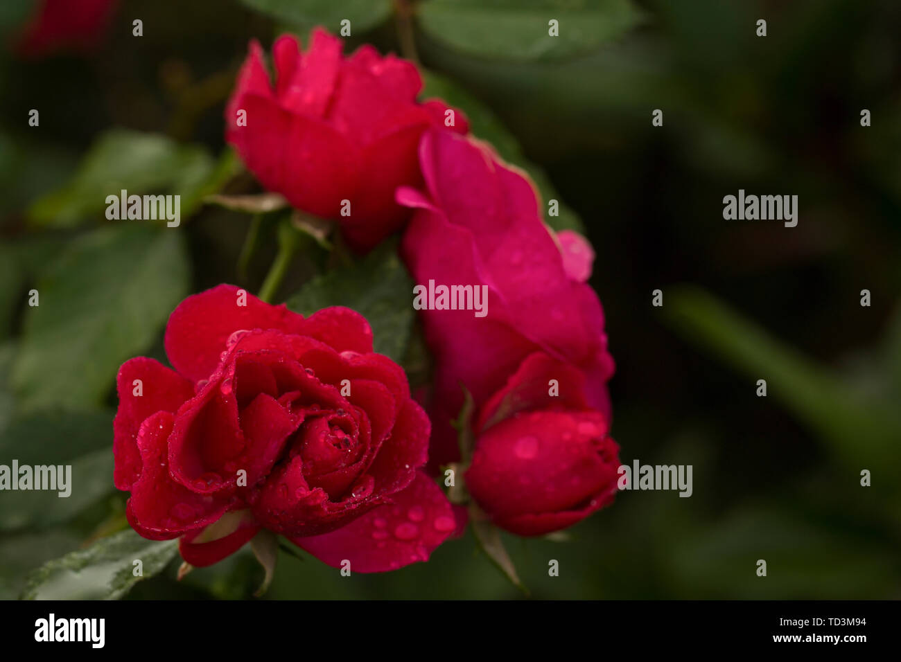 Dark red theme hi-res stock photography and images - Alamy