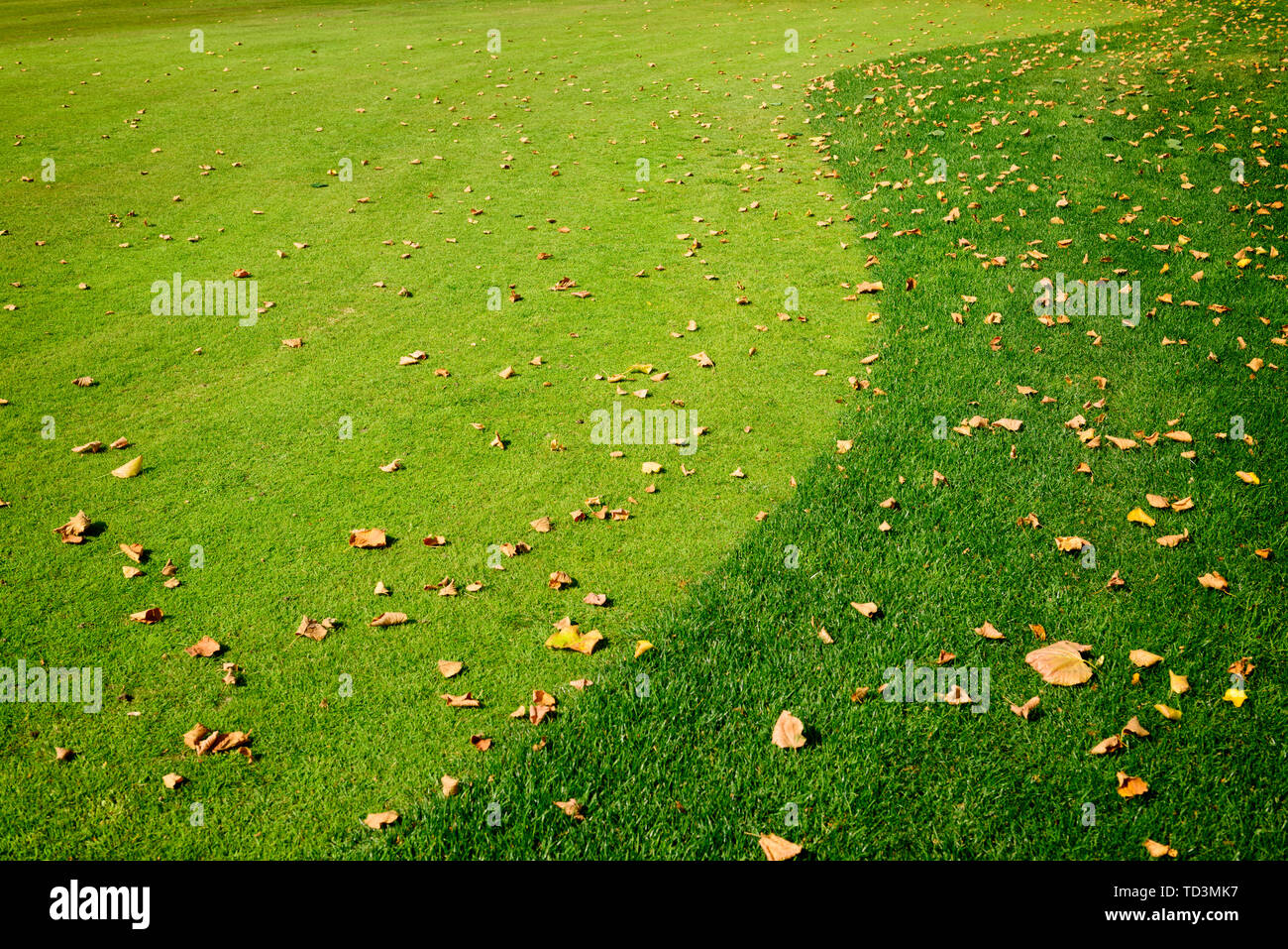 Fall colored leaves on the green grass of a golf field. Abstract ...