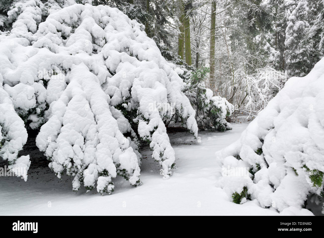 Trees covered by deep snow in the park Stock Photo - Alamy