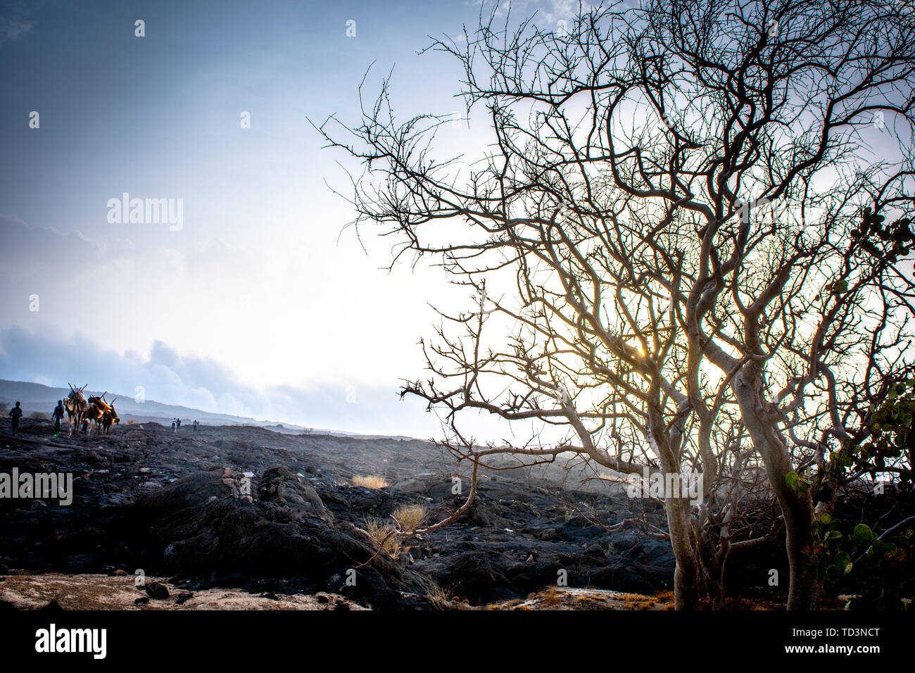 A dead tree stands in front of the encroaching volcanic debris, Erta ...