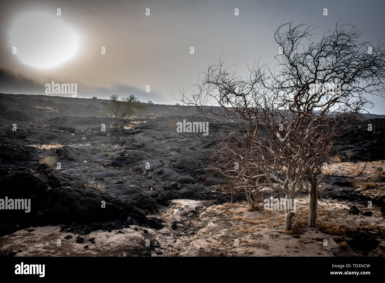 A dead tree stands in front of the encroaching volcanic debris, Erta ...
