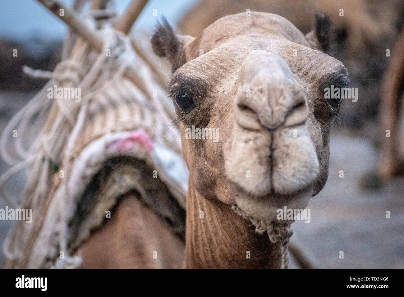 A camel for transporting supplies to camps at Erta Ale Volcano, a ...