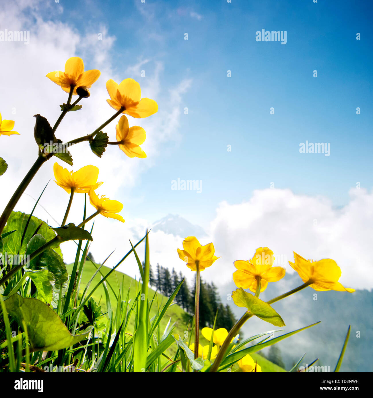 Yellow flowers field beautiful swiss hi-res stock photography and ...