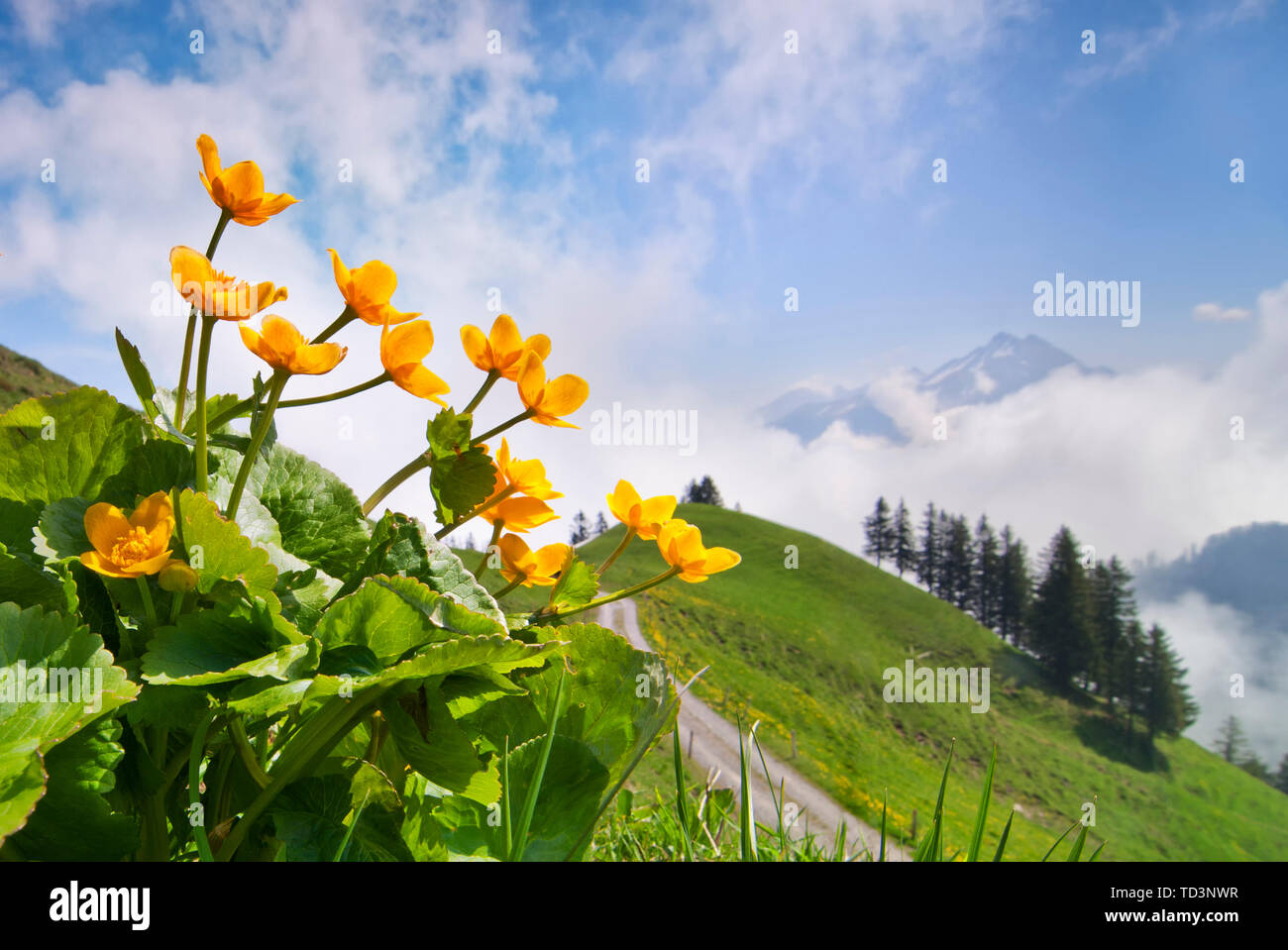 Beautiful yellow flowers high in the Alp mountains Stock Photo - Alamy