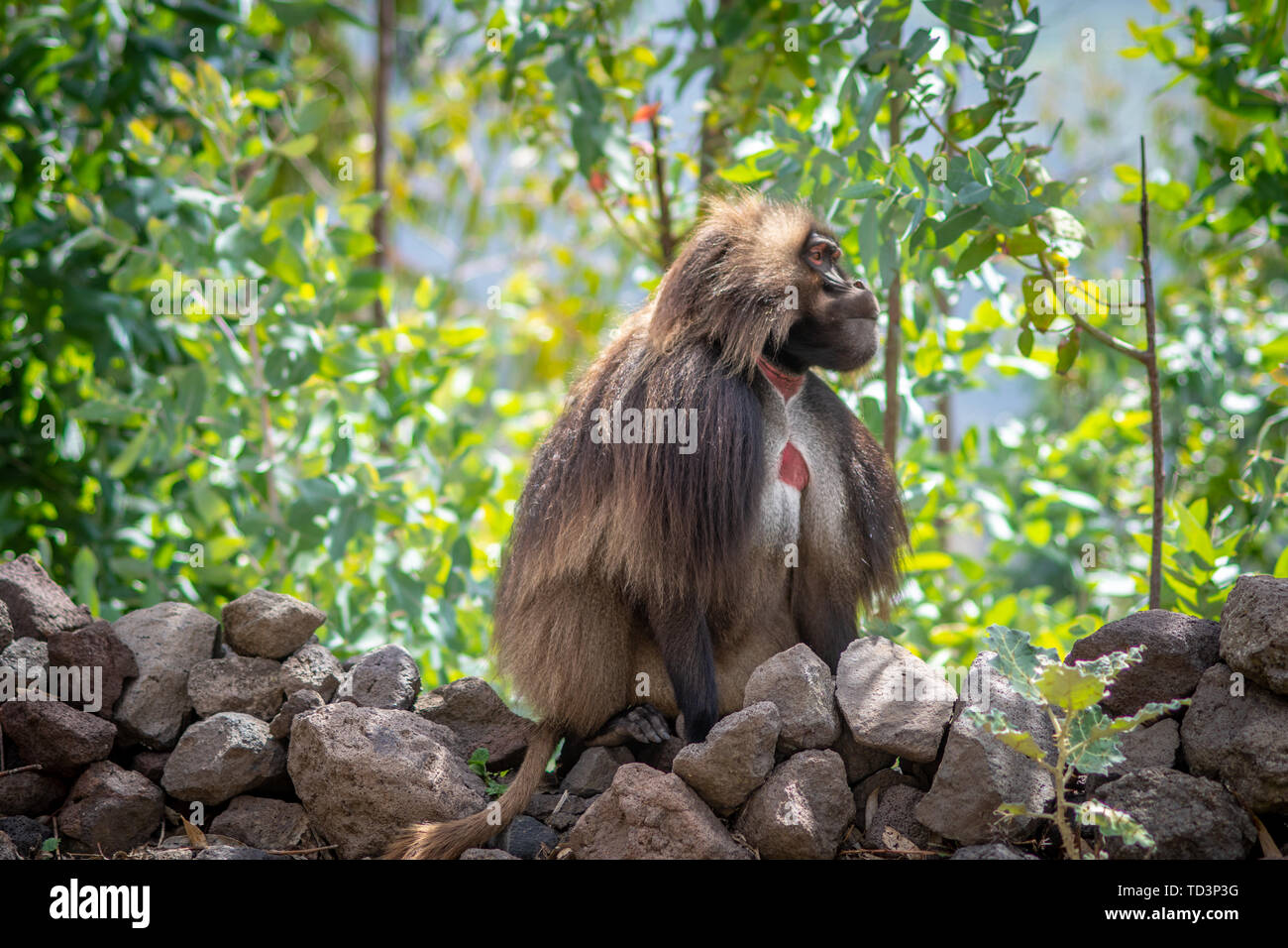 Gelada (Theropithecus gelada, sometimes called the bleeding-heart ...