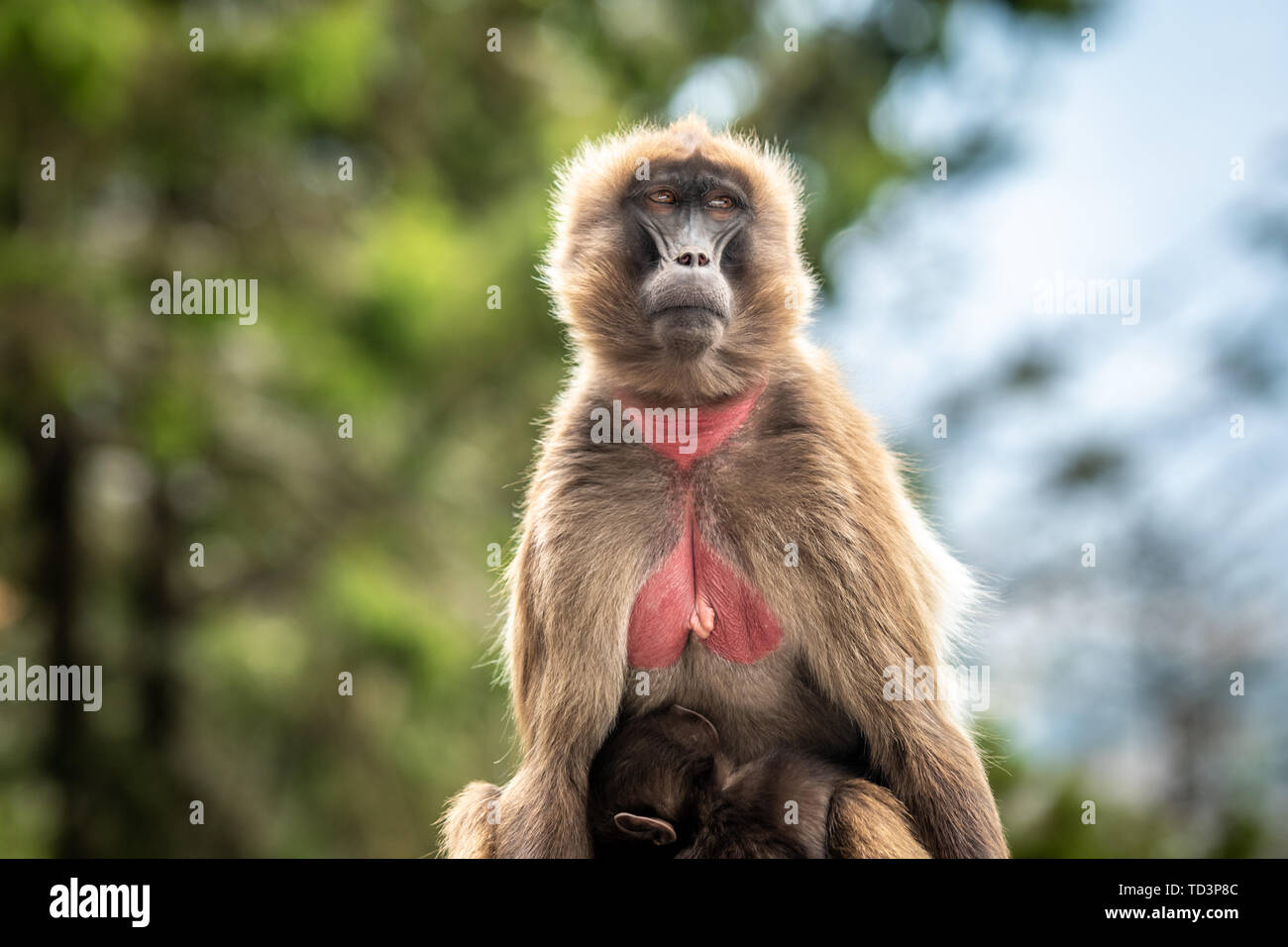 Theropithecus gelada hi-res stock photography and images - Alamy