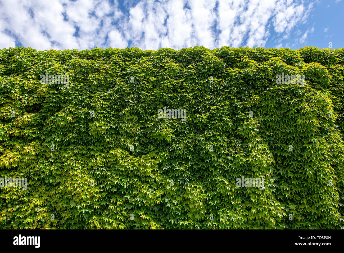 Beautiful green hedge fence with blue sky. Nature background Stock ...