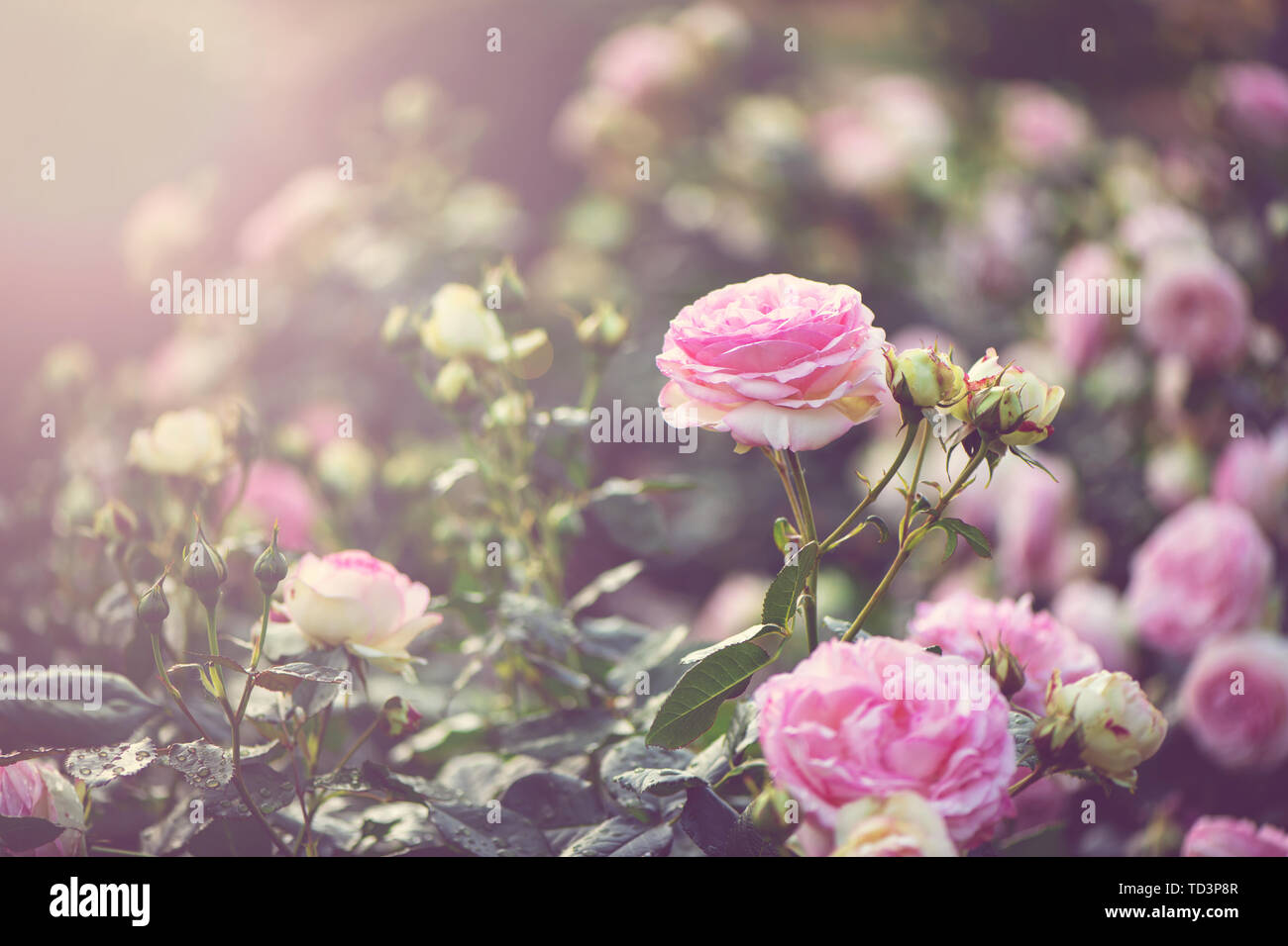 Beautiful pink roses in the garden in romantic sunlight Stock Photo - Alamy