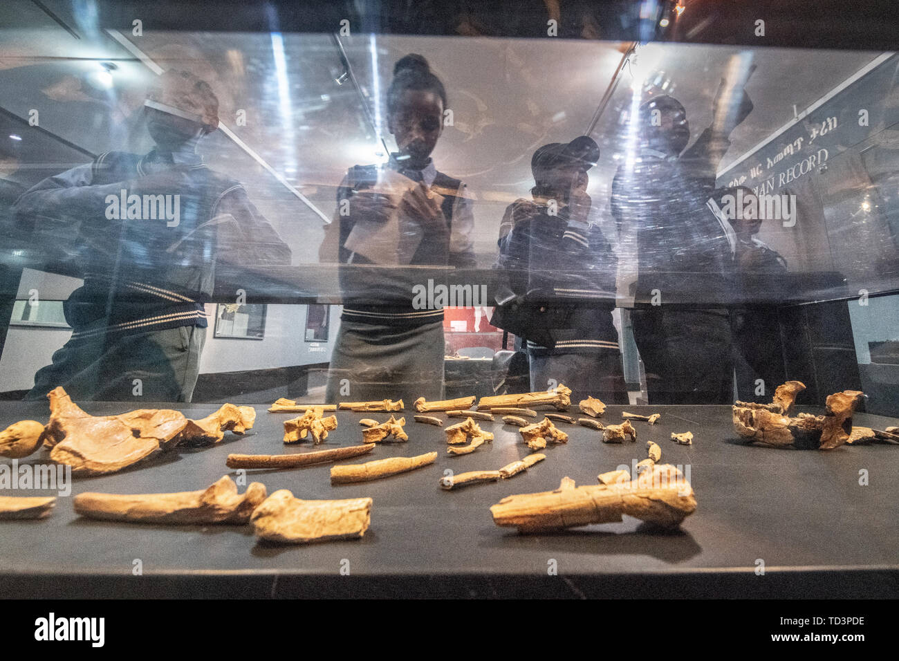 Museum of ethiopia lucy hi-res stock photography and images - Alamy