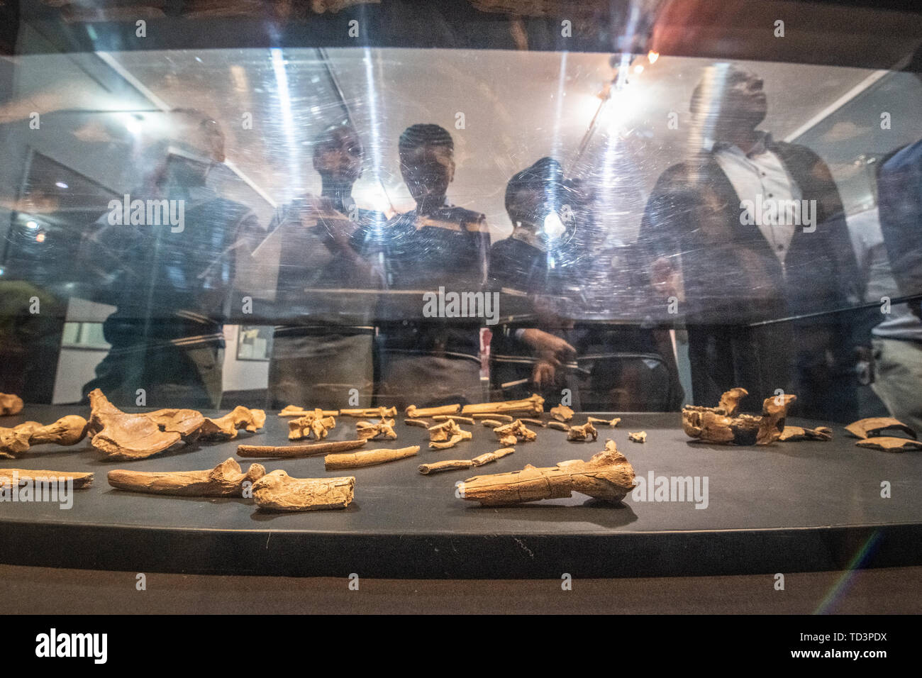 Hominin australopithecus afarensis hi-res stock photography and images ...