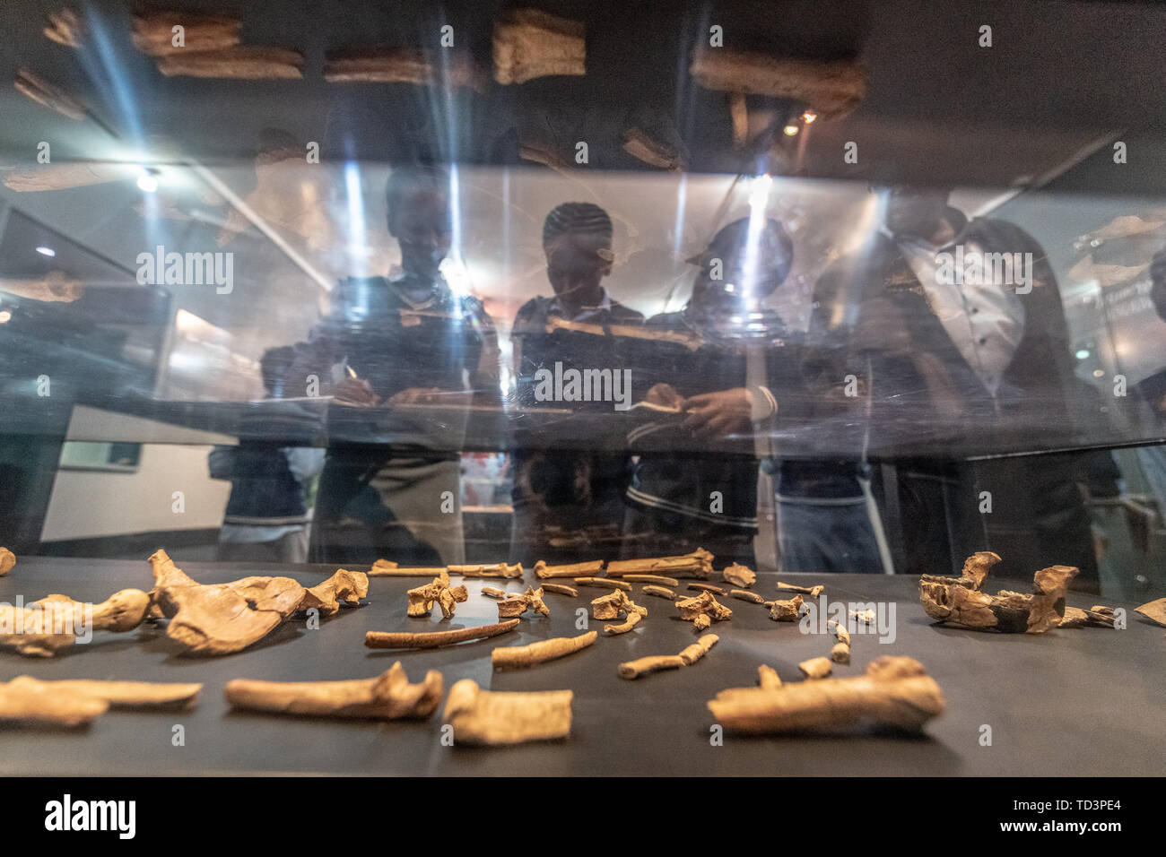 Lucy australopithecus skeleton ethiopia hi-res stock photography and ...