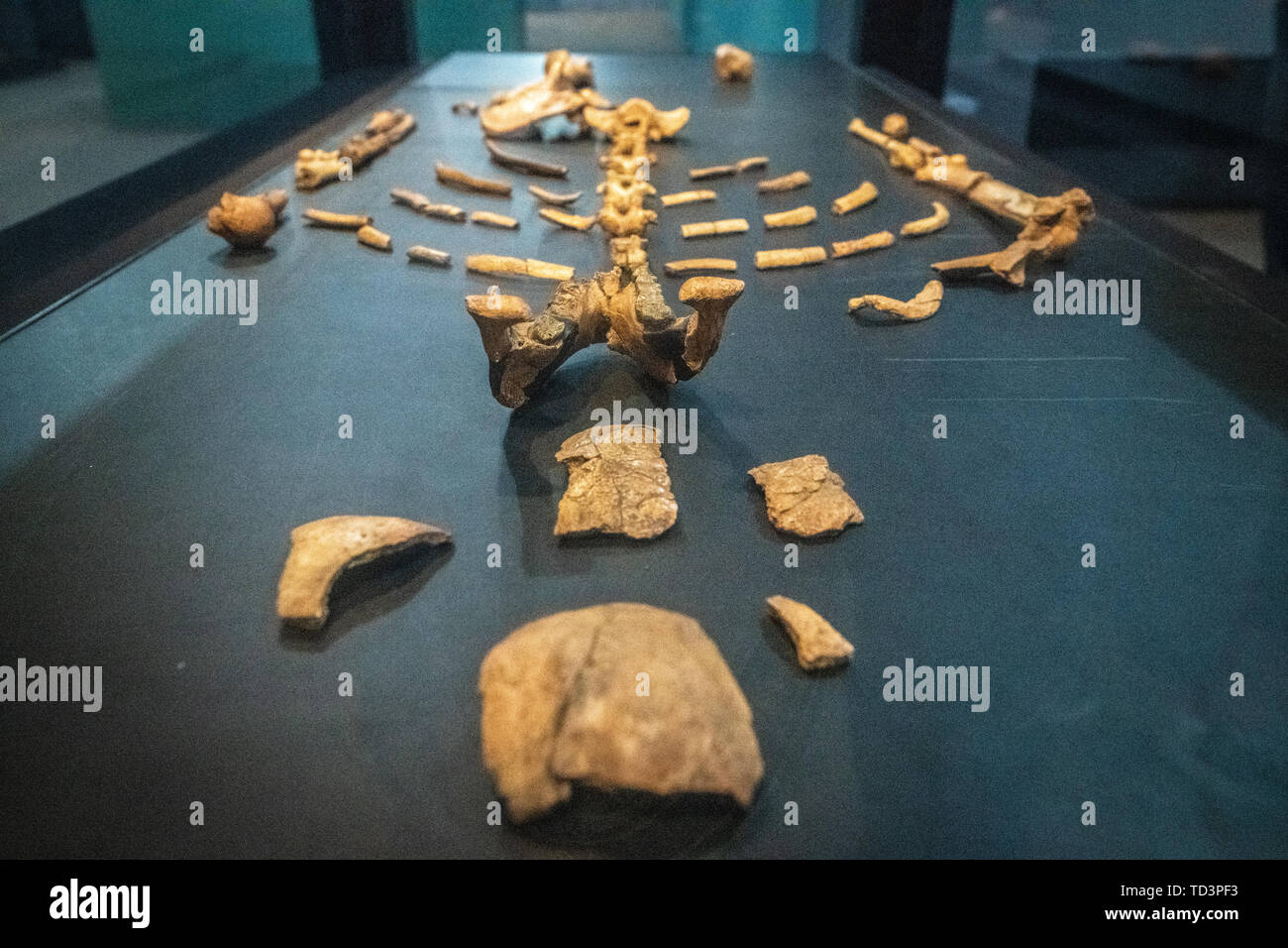 Lucy skeleton hi-res stock photography and images - Alamy
