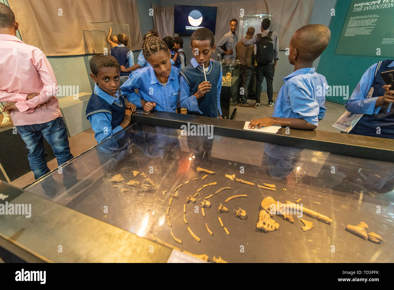 Lucy australopithecus skeleton ethiopia hi-res stock photography and ...