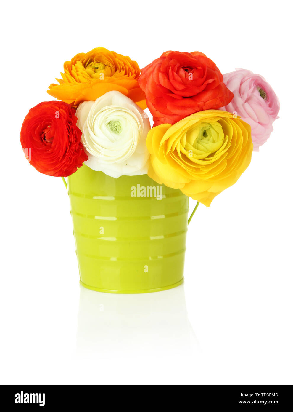 Ranunculus flowers in pink Cut Out Stock Images & Pictures - Alamy