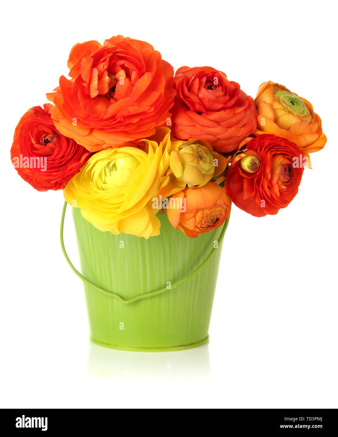 Ranunculus (persian buttercups) in pail, isolated on white Stock Photo ...