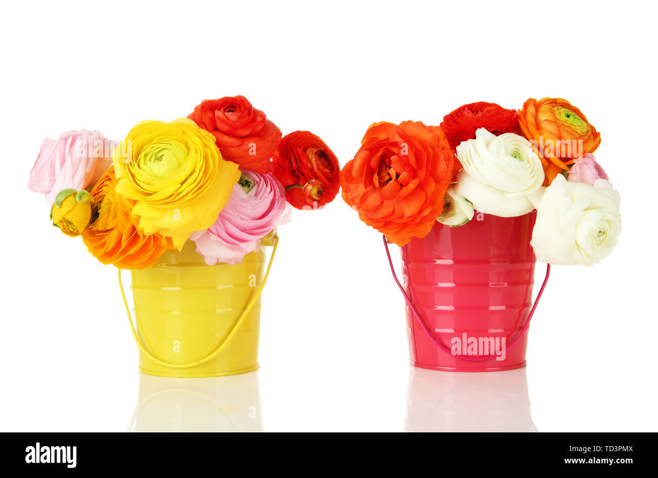 Ranunculus flowers in pink Cut Out Stock Images & Pictures - Alamy