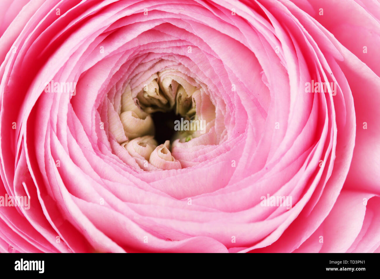 Buttercup close up hi-res stock photography and images - Alamy