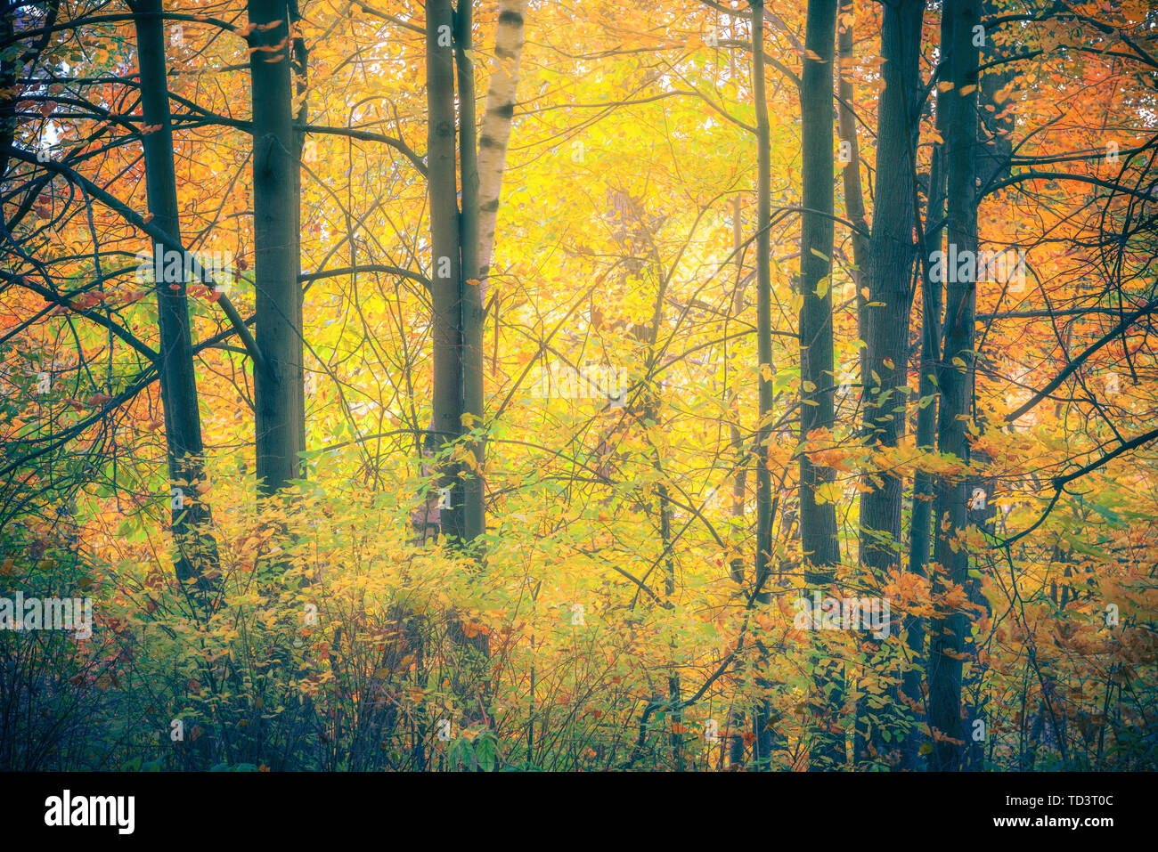 Vibrant trees hi-res stock photography and images - Alamy