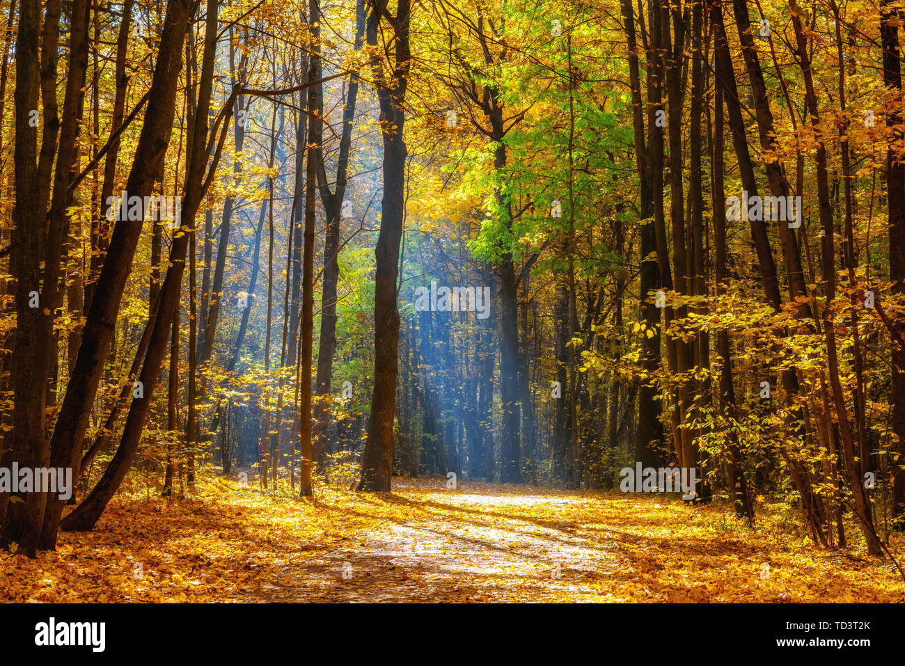 Sunny foggy forest hi-res stock photography and images - Alamy