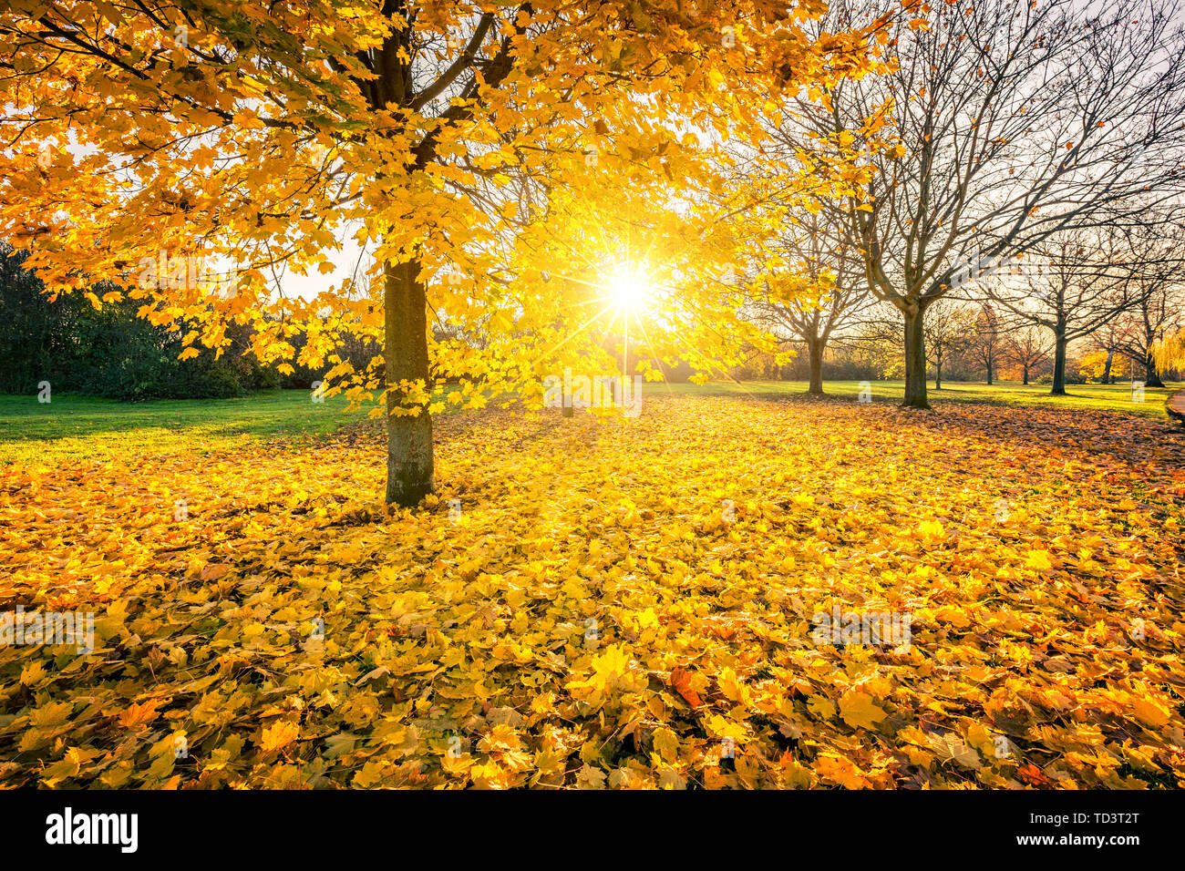 Sunny maples hi-res stock photography and images - Alamy