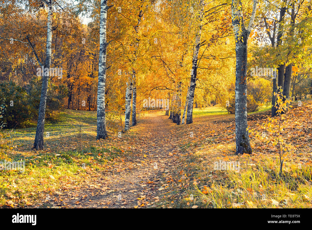 Sunny autumn in the park Stock Photo - Alamy