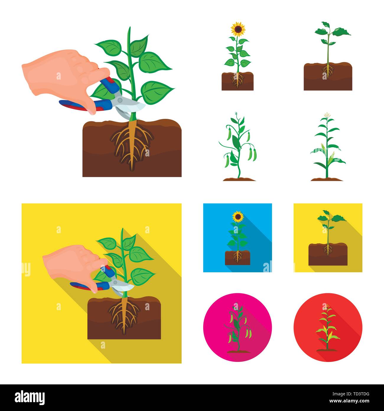 grow,root,cycle,development,seed,plant,bean,germinate,process,seedling ...