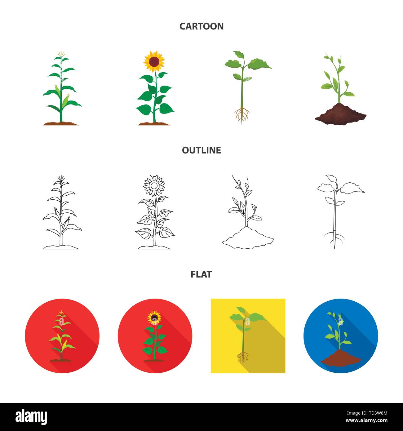 grow,root,cycle,development,seed,plant,bean,germinate,process,seedling ...