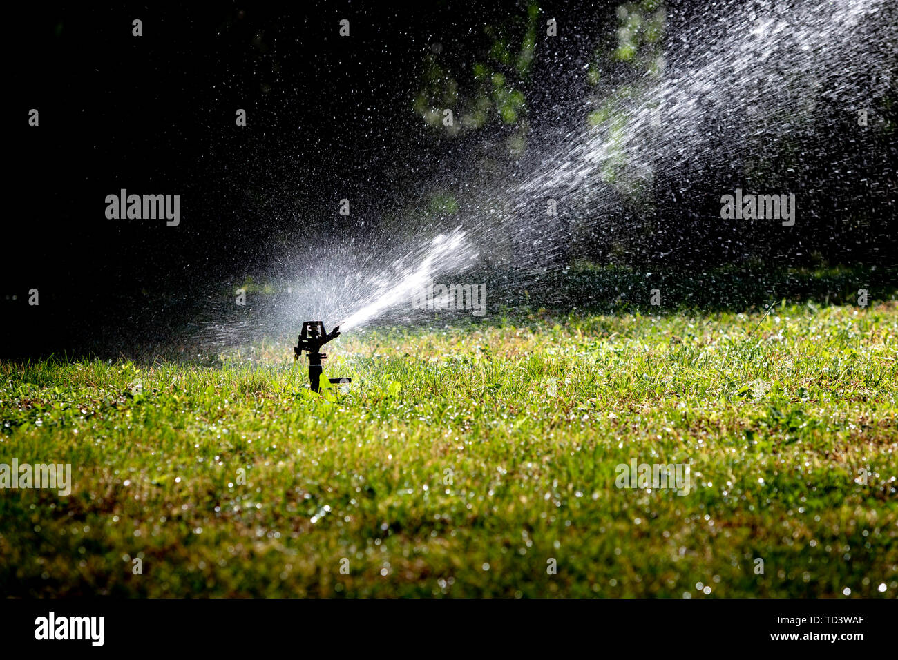 Lawn Water Sprinkler Spraying Water Over Stock Photo - Alamy