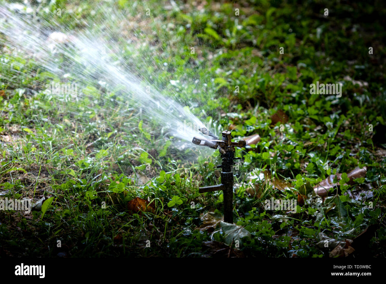 Lawn Water Sprinkler Spraying Water Over Stock Photo - Alamy