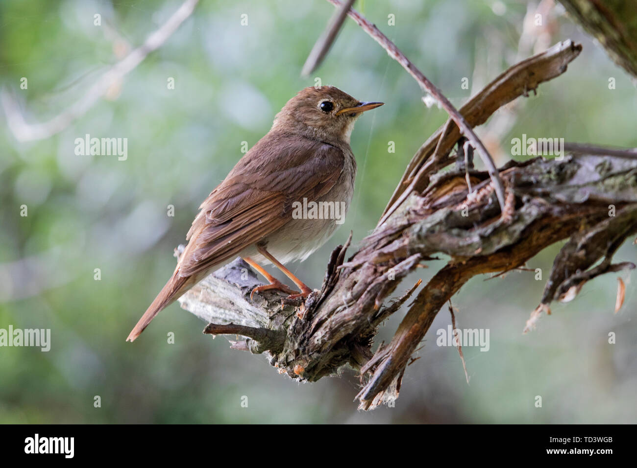 nightingale is sitting on a beautiful snag , wild nature Stock Photo ...