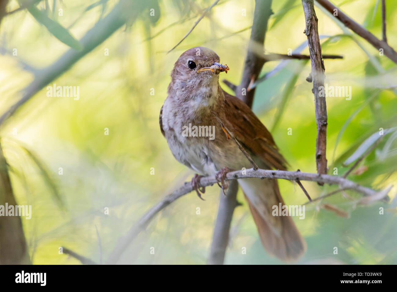 nightingale with a spider in its beak sitting on a branch , wild nature ...