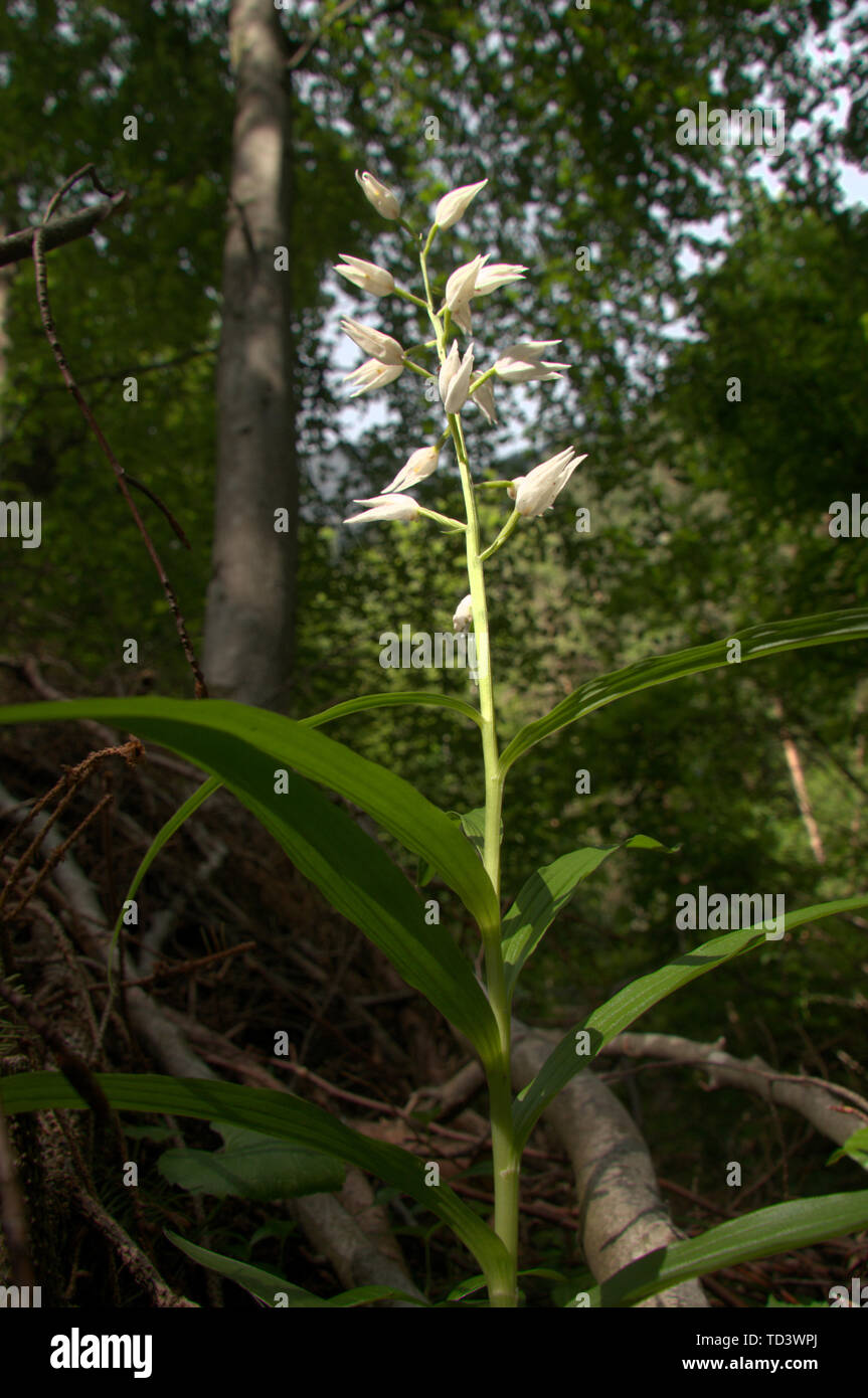 Cephalanthera longifolia; Sword-leaved Helleborine orchid in woods ...