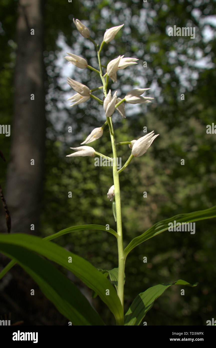 Cephalanthera longifolia; Sword-leaved Helleborine orchid in woods ...