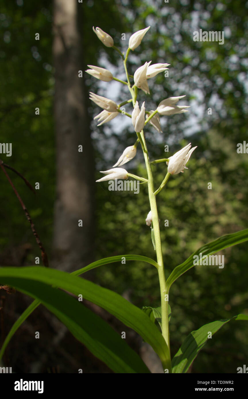 Cephalanthera longifolia; Sword-leaved Helleborine orchid in woods ...