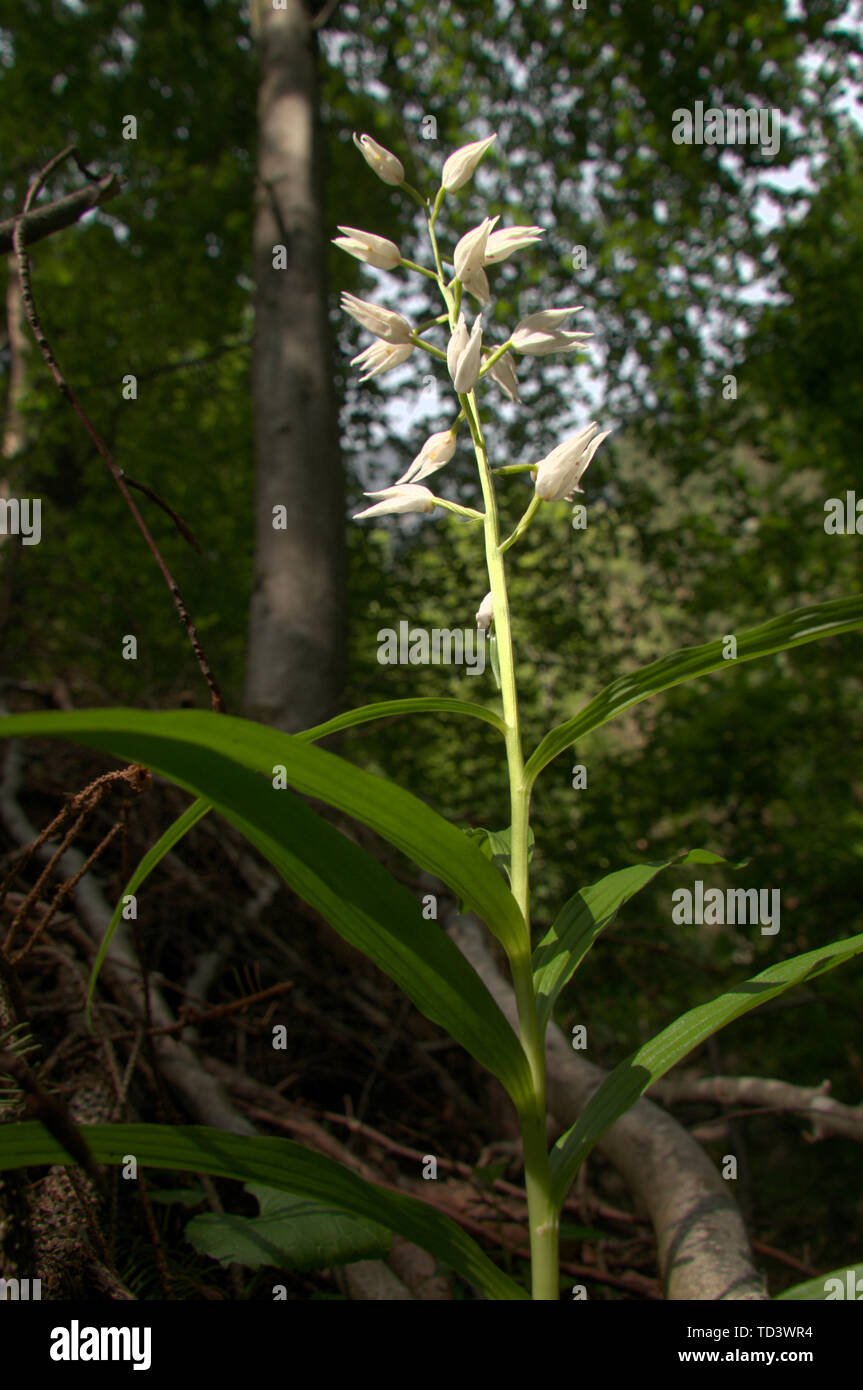 Cephalanthera longifolia; Sword-leaved Helleborine orchid in woods ...