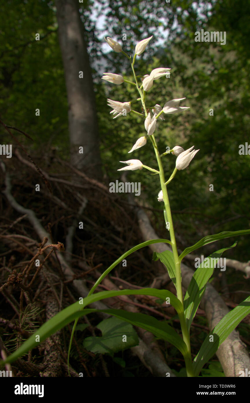 Cephalanthera longifolia; Sword-leaved Helleborine orchid in woods ...