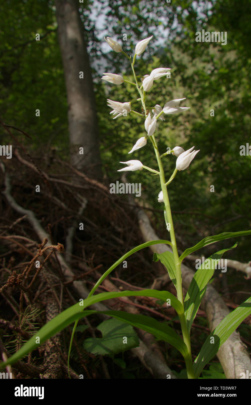 Cephalanthera longifolia; Sword-leaved Helleborine orchid in woods ...
