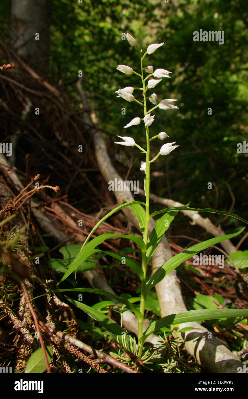 Cephalanthera longifolia; Sword-leaved Helleborine orchid in woods ...