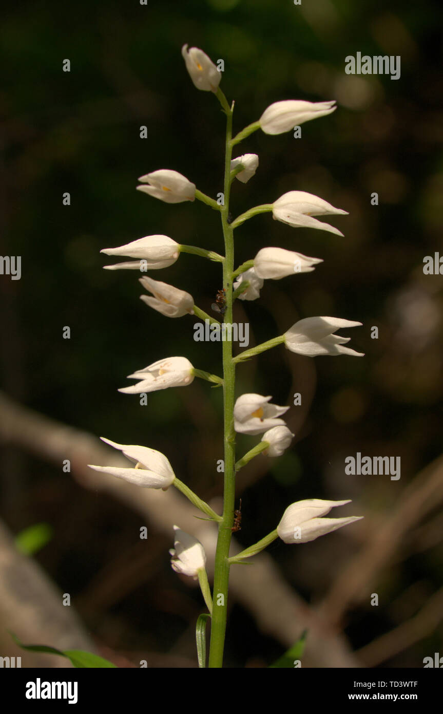 Cephalanthera longifolia; Sword-leaved Helleborine orchid in woods ...