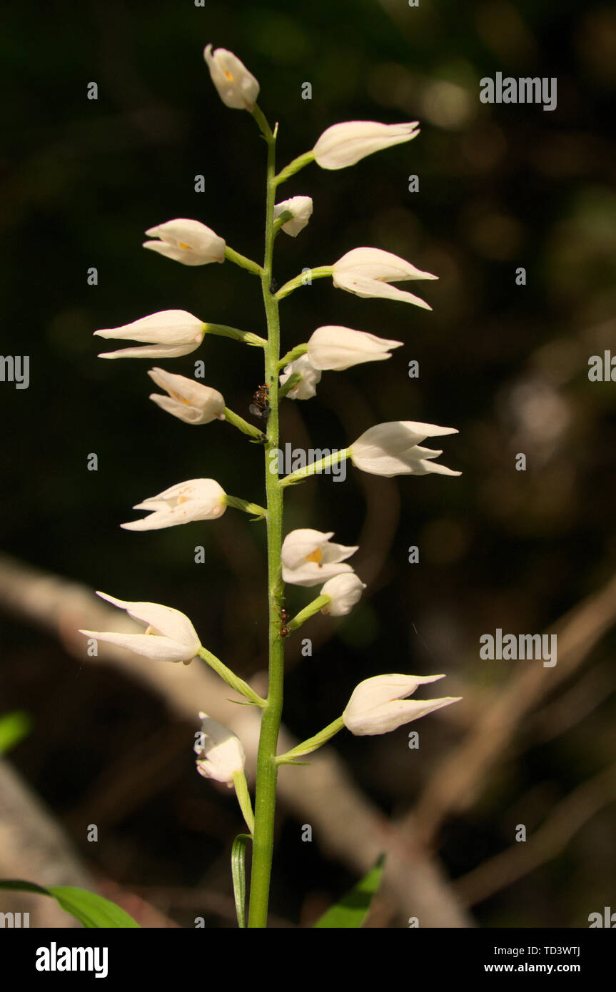 Cephalanthera longifolia; Sword-leaved Helleborine orchid in woods ...