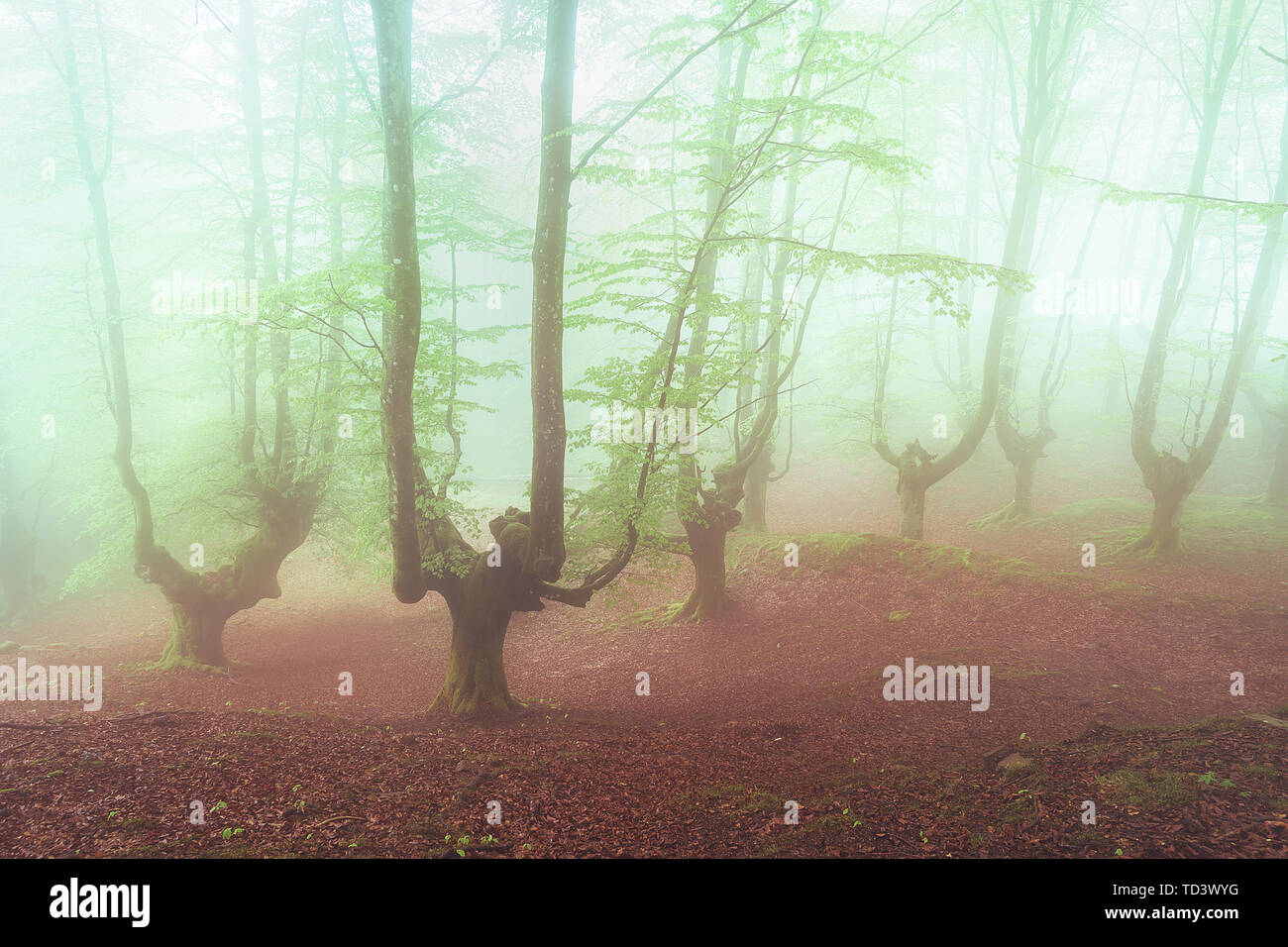 fantasy bright forest with fog Stock Photo - Alamy