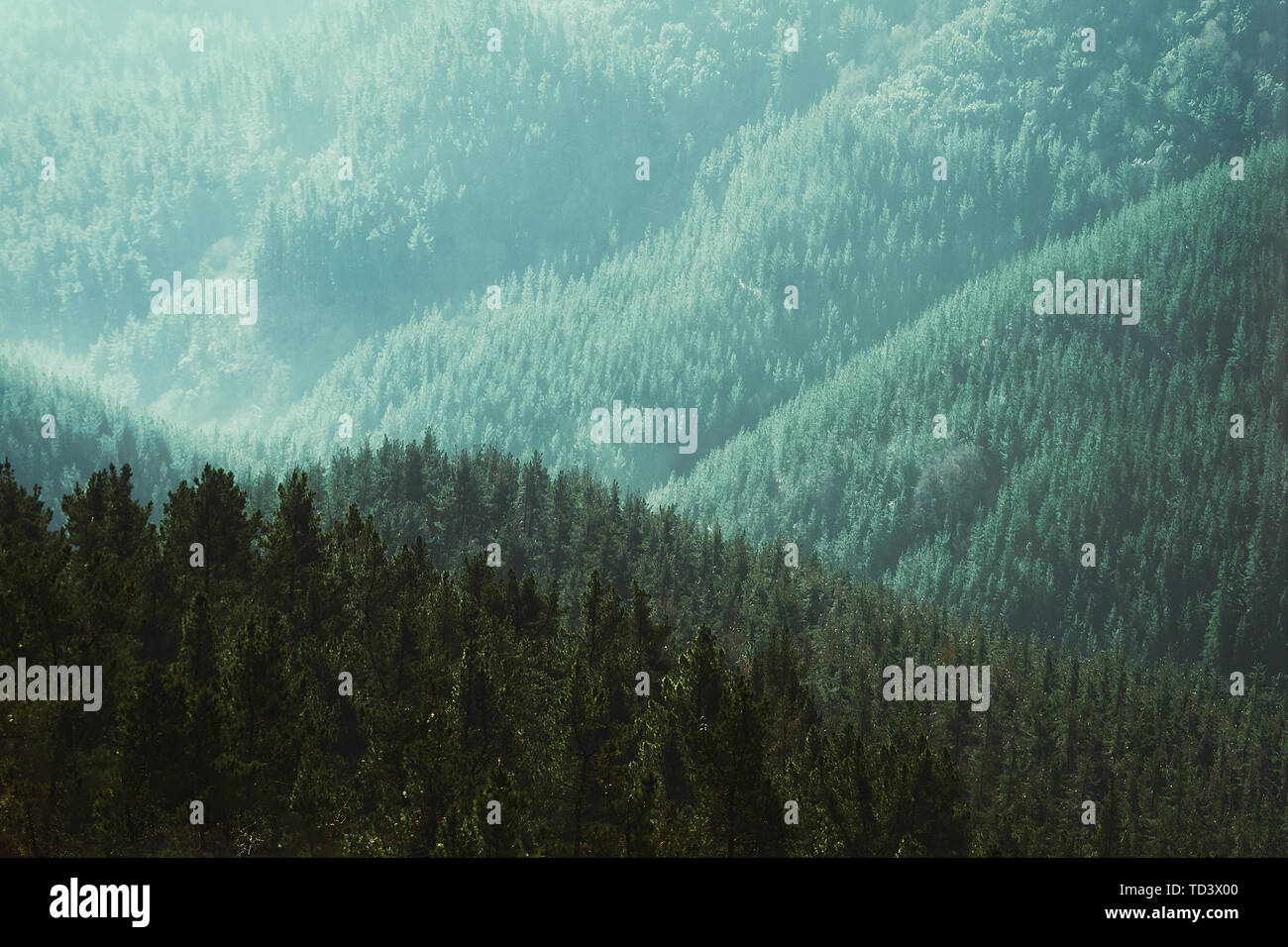 nature background of forest with layers of trees Stock Photo - Alamy