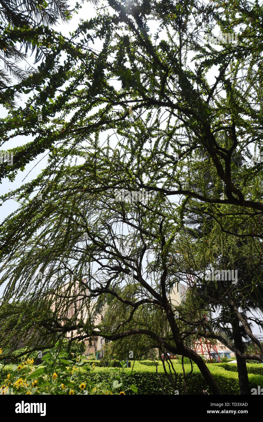 Garden of the Science City, Kolkata, India Stock Photo - Alamy