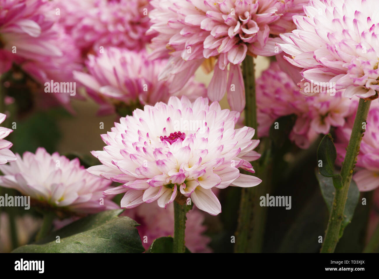 Planting chrysanthemum water hi-res stock photography and images - Alamy