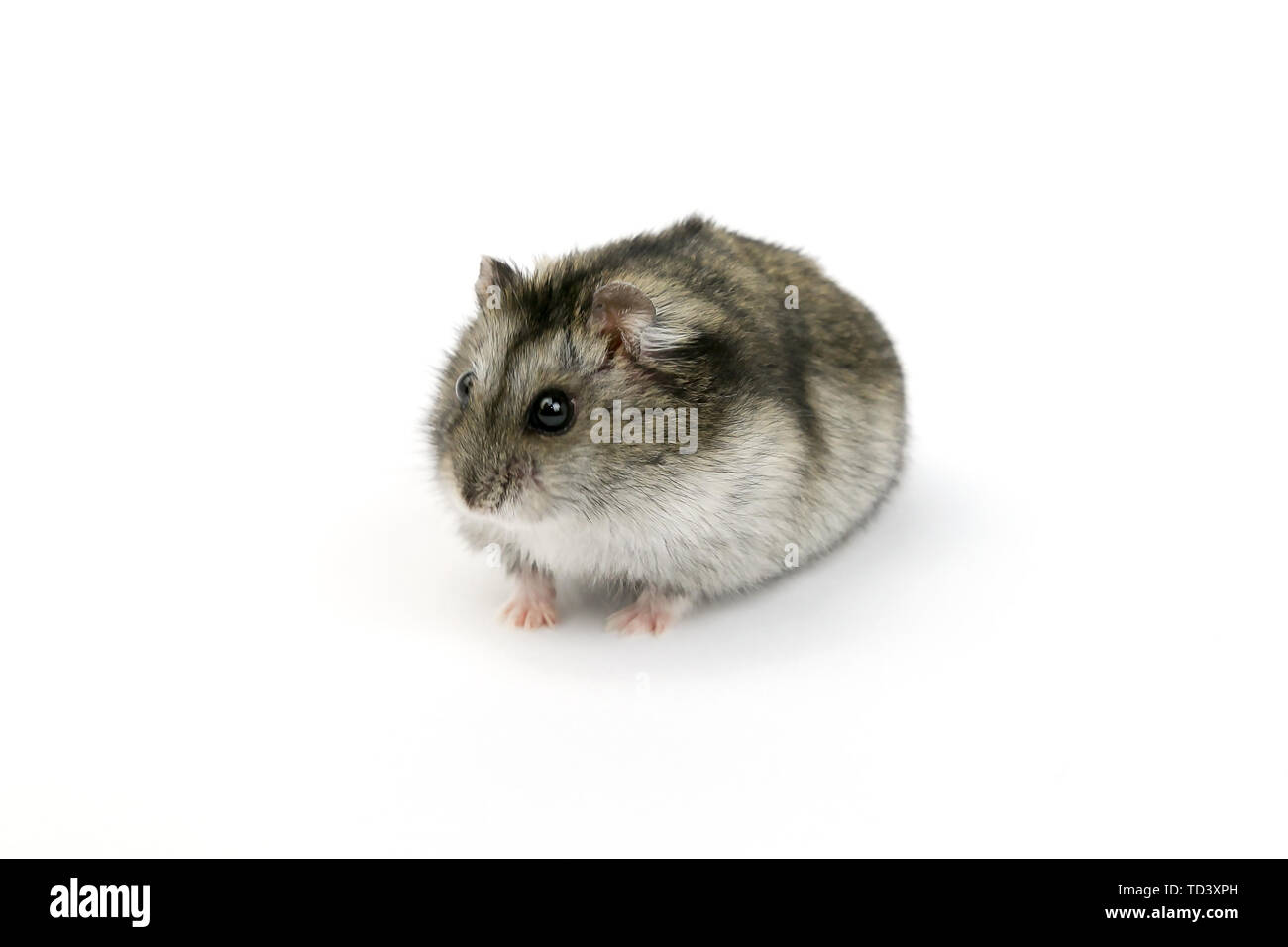 Year of the metallic rat hi-res stock photography and images - Alamy