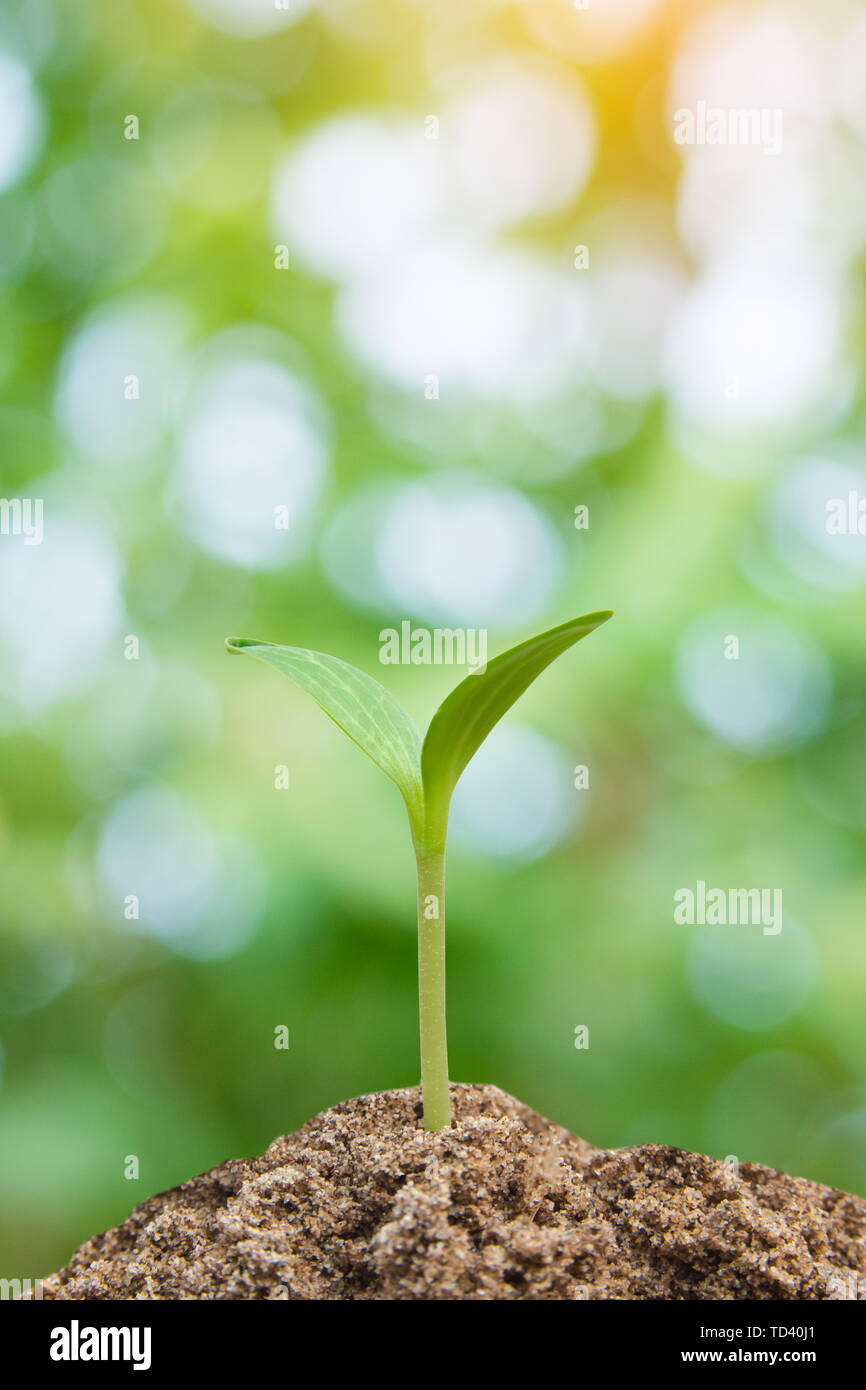 Green sprout growing, young plant from soil isolated on white ...