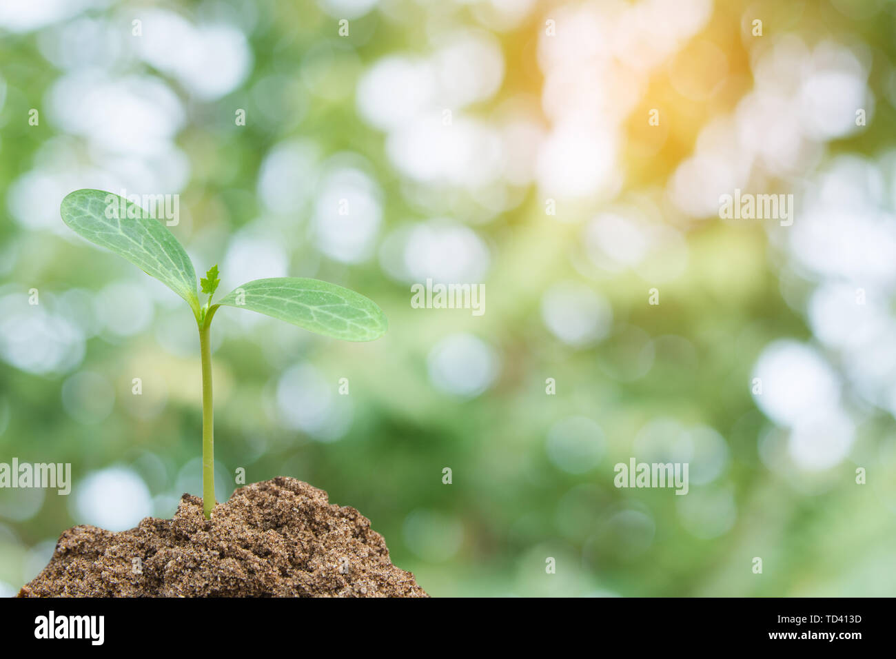 Green sprout growing, young plant from soil with sunlight and Green ...